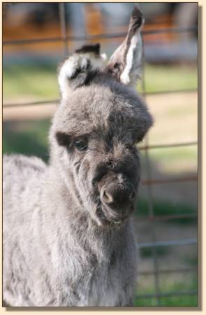 Mediterranean Micro Miniature Donkey Jennies