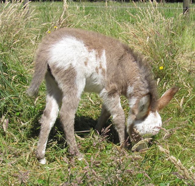 Mediterranean Miniature Donkey Foals