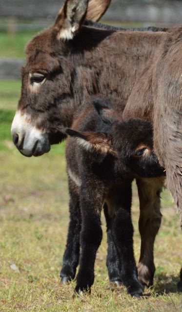Mediterranean Miniature Donkey Foals