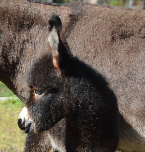 Mediterranean Miniature Donkey Foals