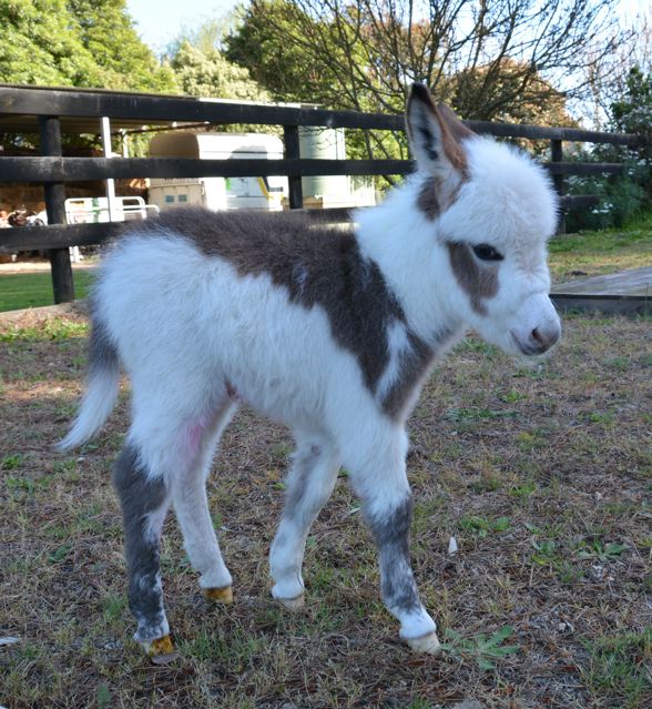 Mediterranean Miniature Donkey Foals