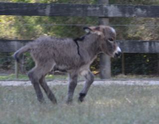 Mediterranean Miniature Donkey Foals