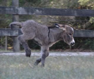 Mediterranean Miniature Donkey Foals