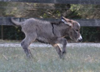 Mediterranean Miniature Donkey Foals