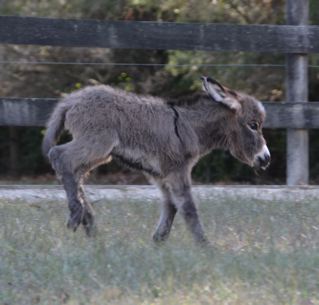 Mediterranean Miniature Donkey Foals