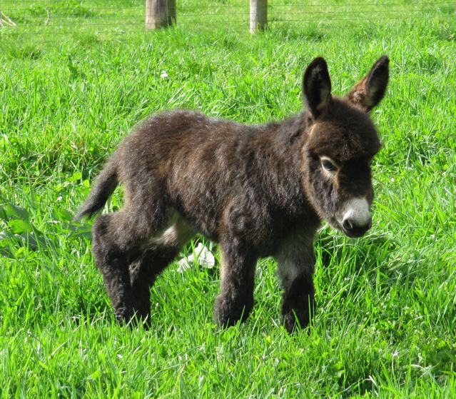 Mediterranean Miniature Donkey Foals