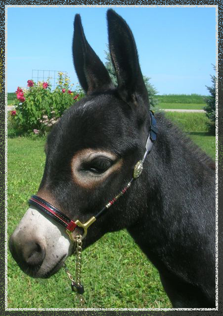 Poplargrove Stud Breeders of Miniature and Micro Donkeys