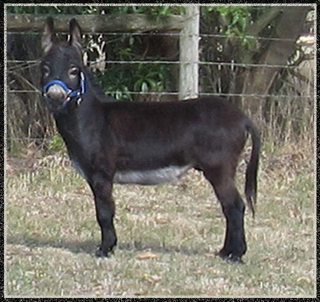 Mediterranean Micro Miniature Donkey Jacks